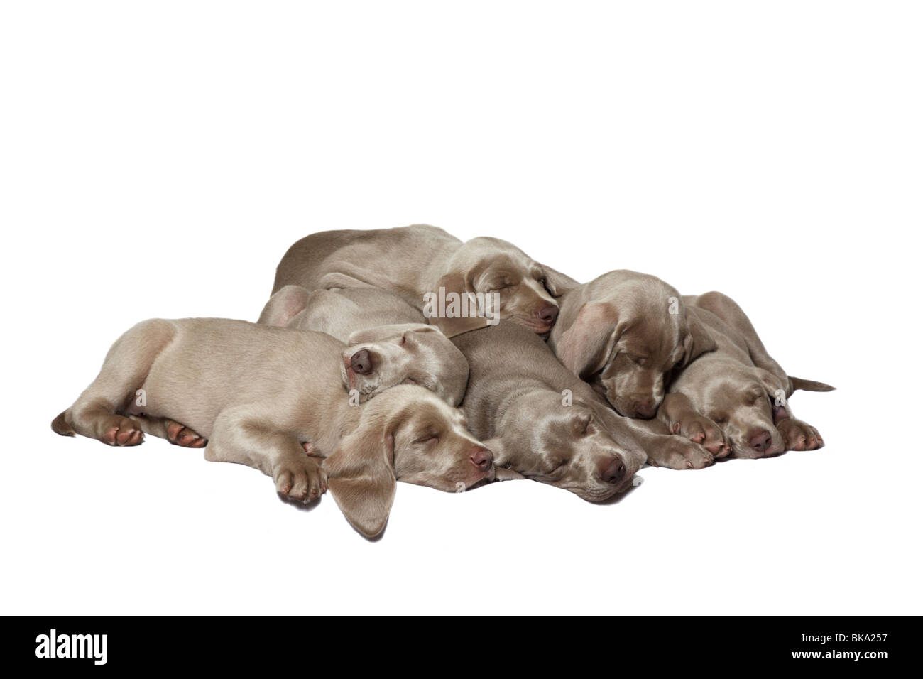 Weimaraner puppy asleep hi-res stock photography and images - Alamy
