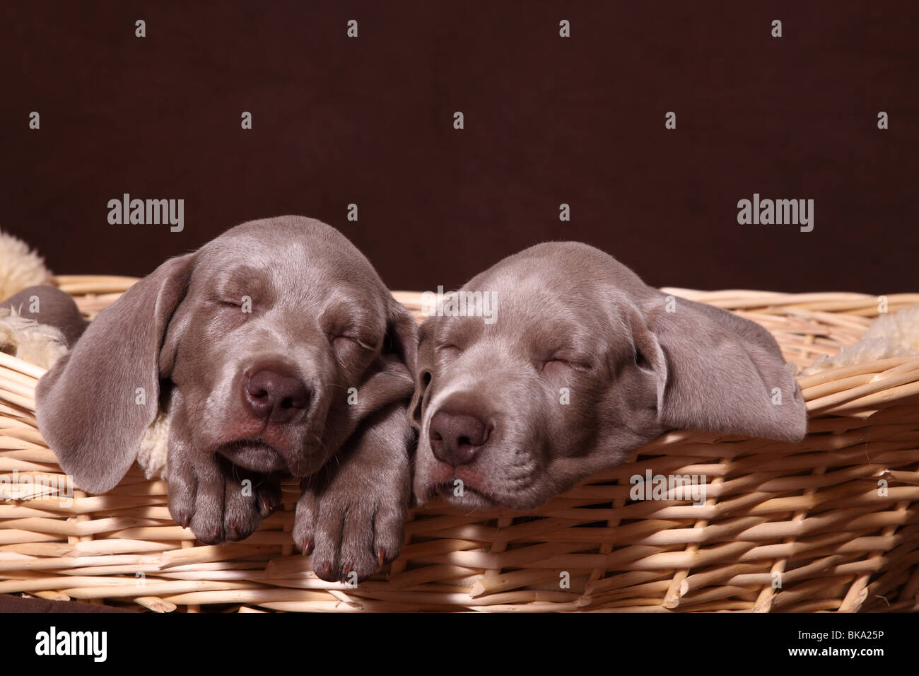 Weimaraner puppies hi-res stock photography and images - Alamy