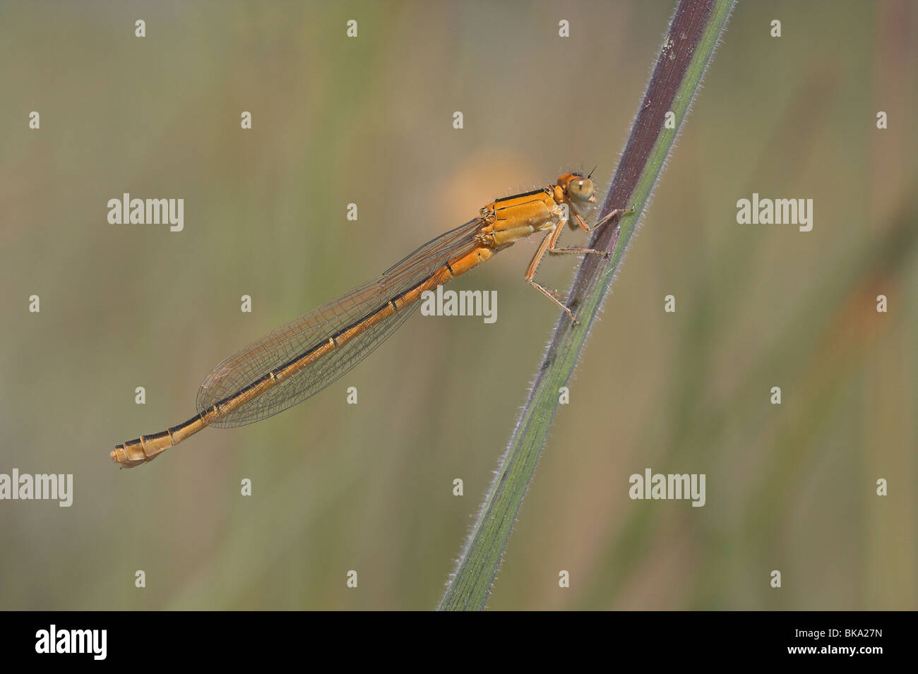 Scarce Blue-tailed Damselfly female side view Stock Photo - Alamy