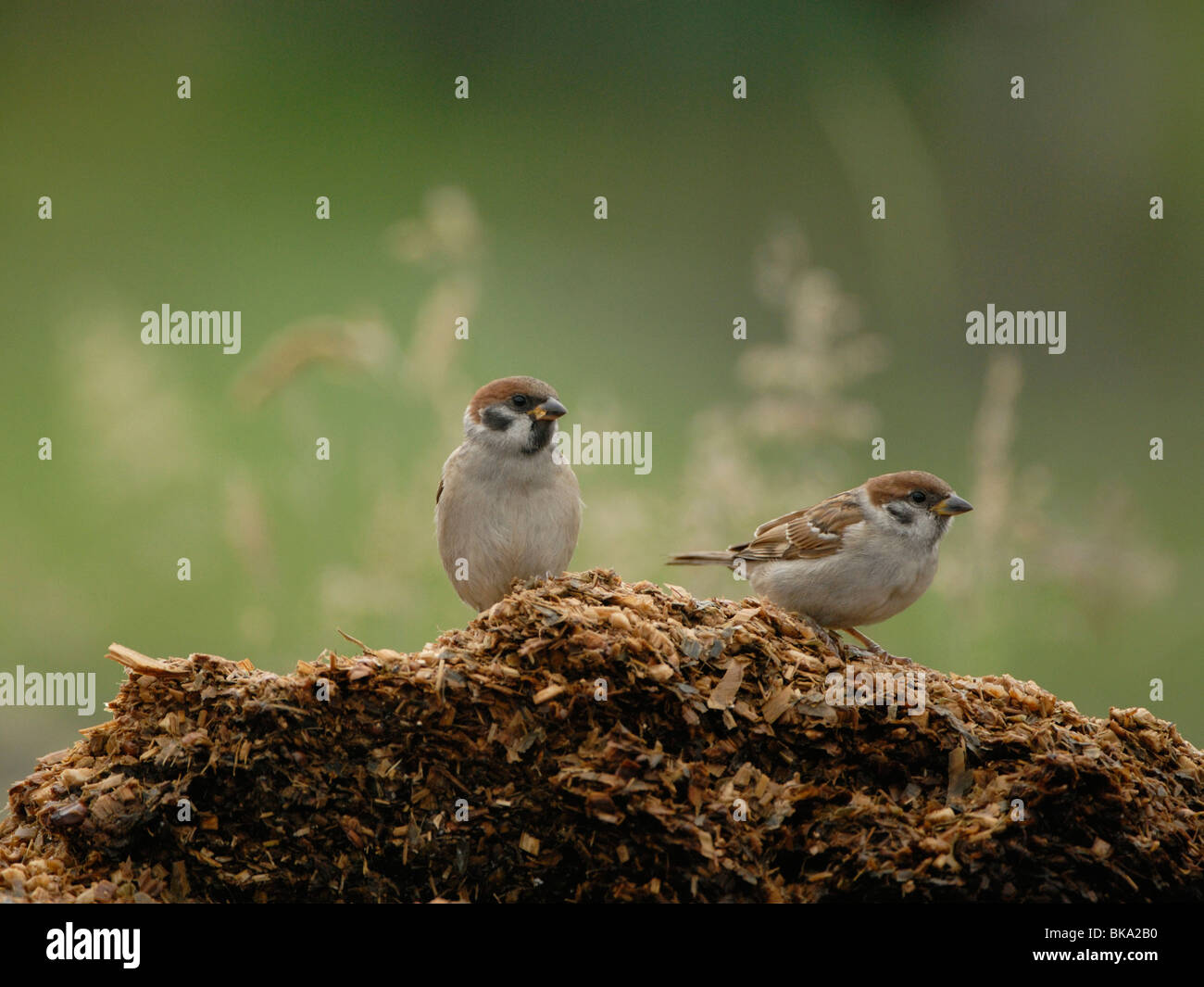 Two sparrows hi-res stock photography and images - Alamy