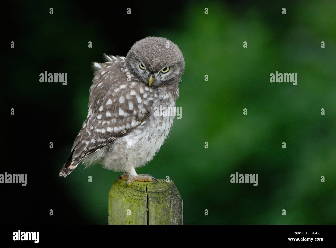 Juvenile Little Owl on wooden pole looking down Stock Photo - Alamy