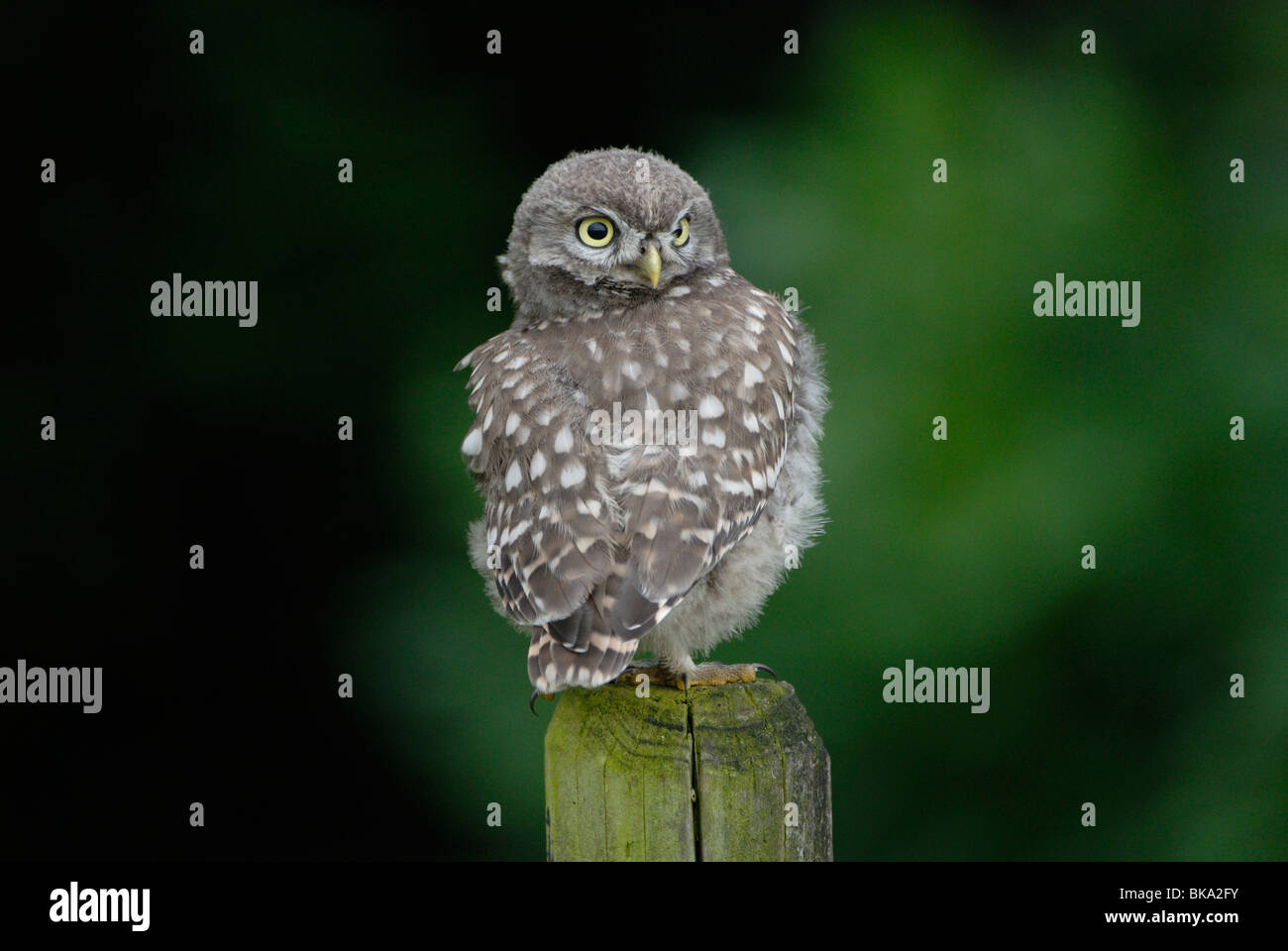 Owl on wooden pole hi-res stock photography and images - Alamy