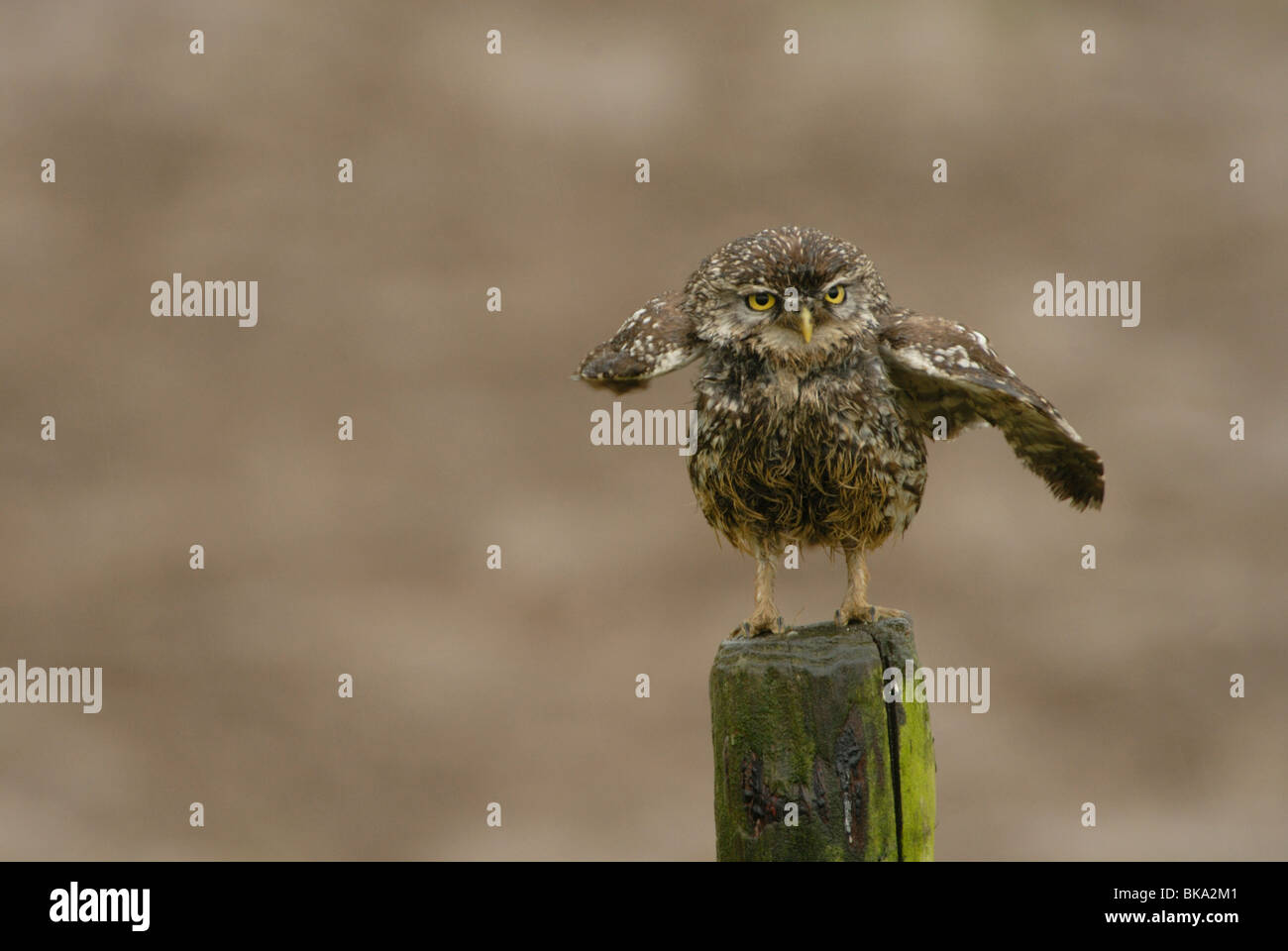 Little Owl with wings up Stock Photo - Alamy