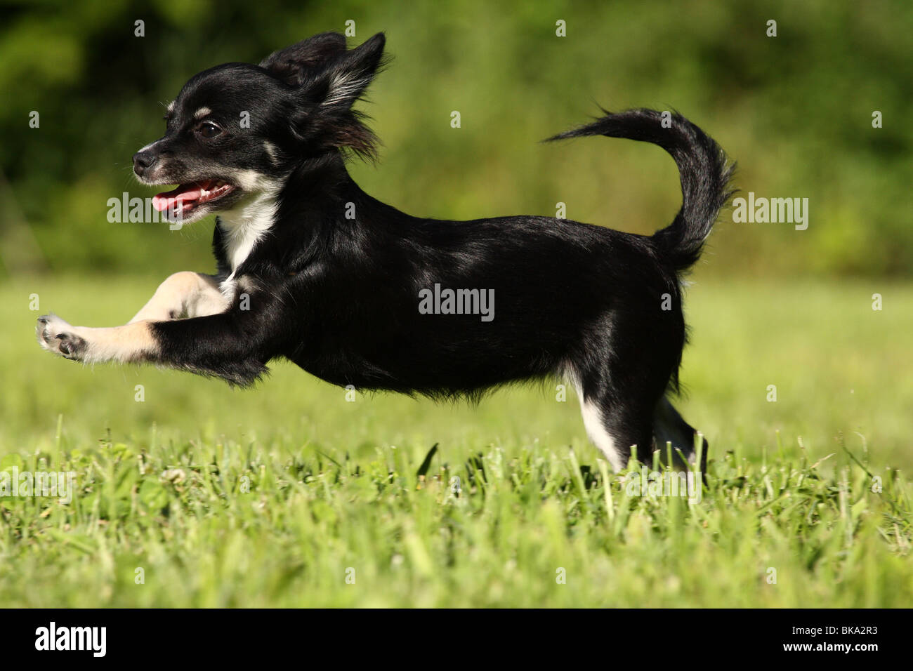 Running Chihuahua Stock Photos & Running Chihuahua Stock Images - Alamy