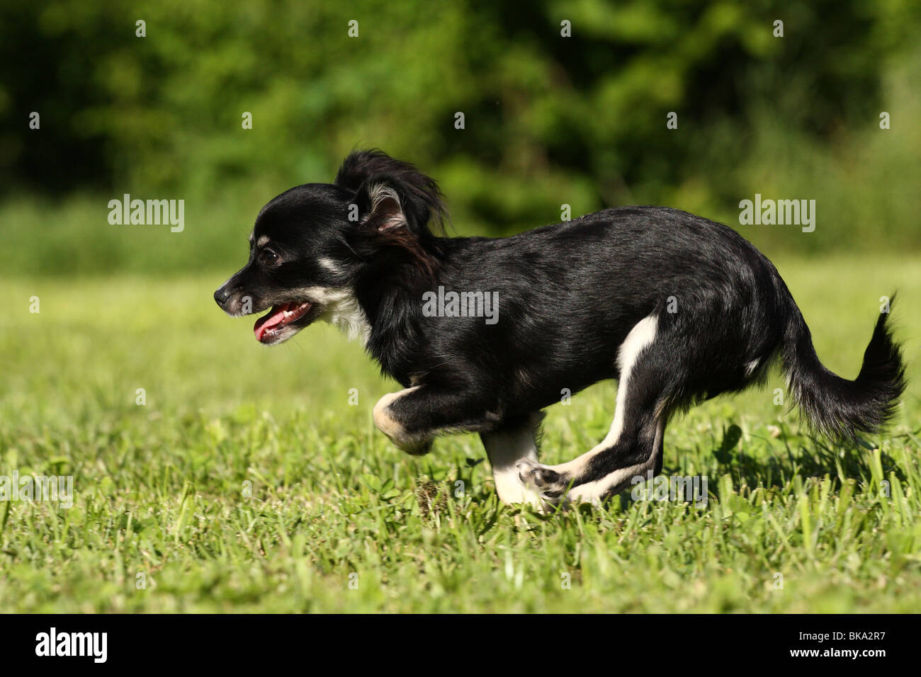 Dog chihuahua longhair adult running hi-res stock photography and ...