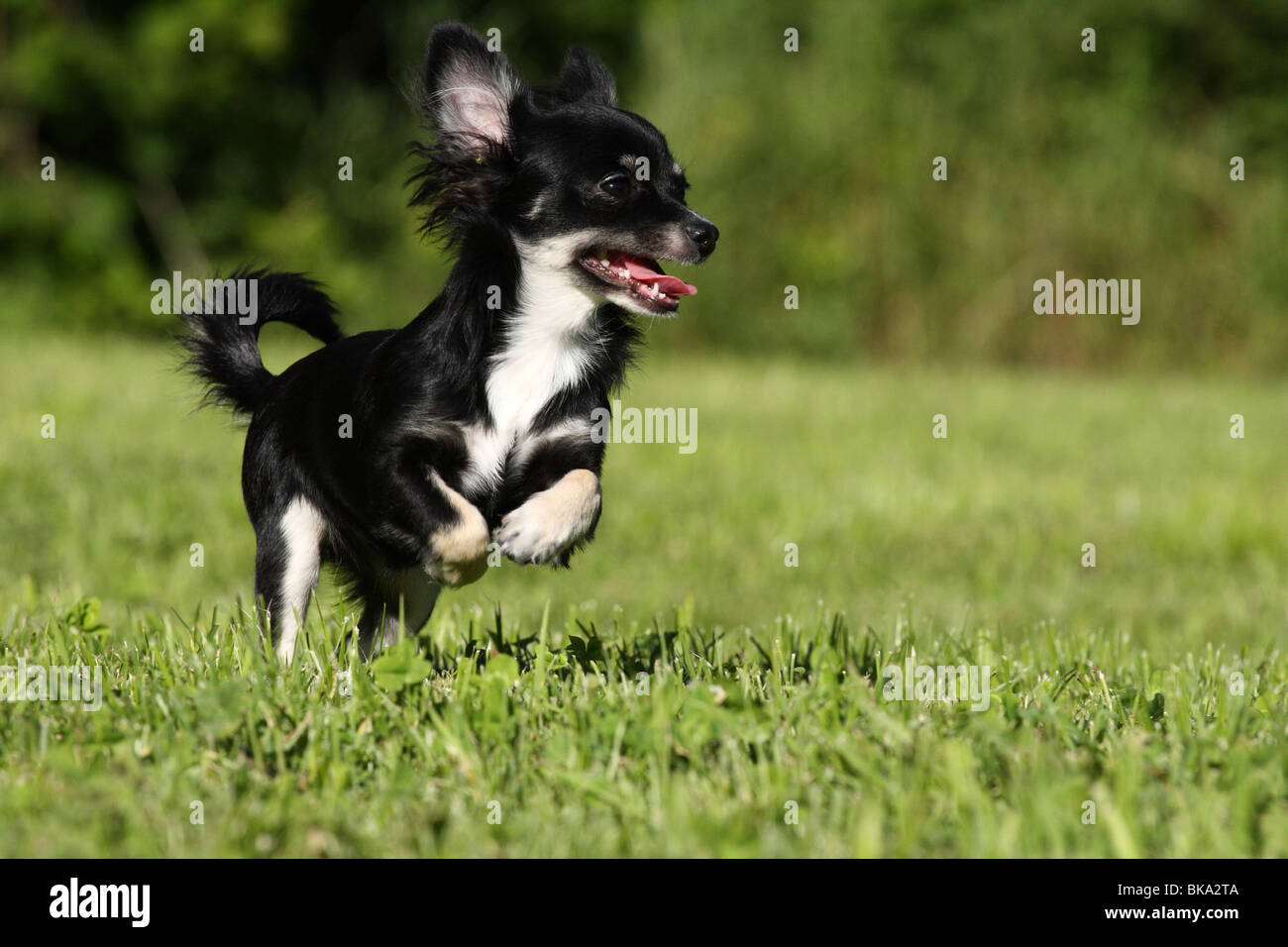 Dog chihuahua longhair adult running hi-res stock photography and ...