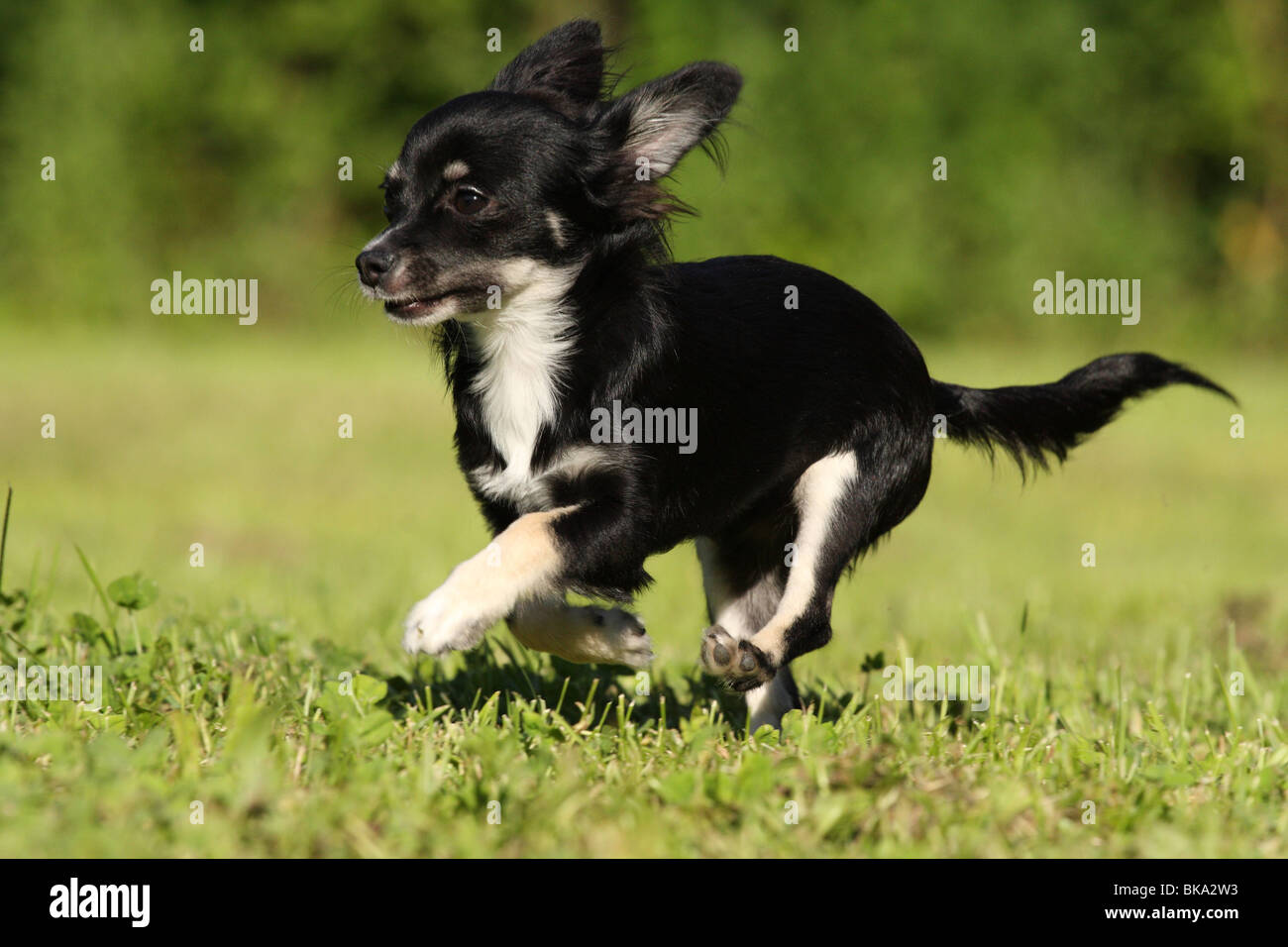 Dog chihuahua longhair adult running hi-res stock photography and ...