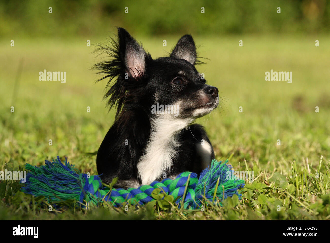 Toy dog chihuahua hi-res stock photography and images - Alamy