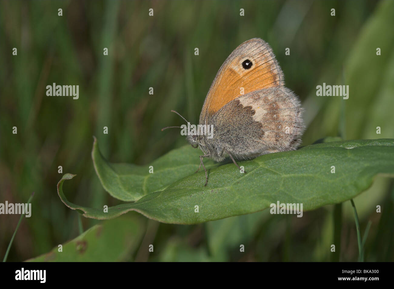 Small Heath side view Stock Photo - Alamy
