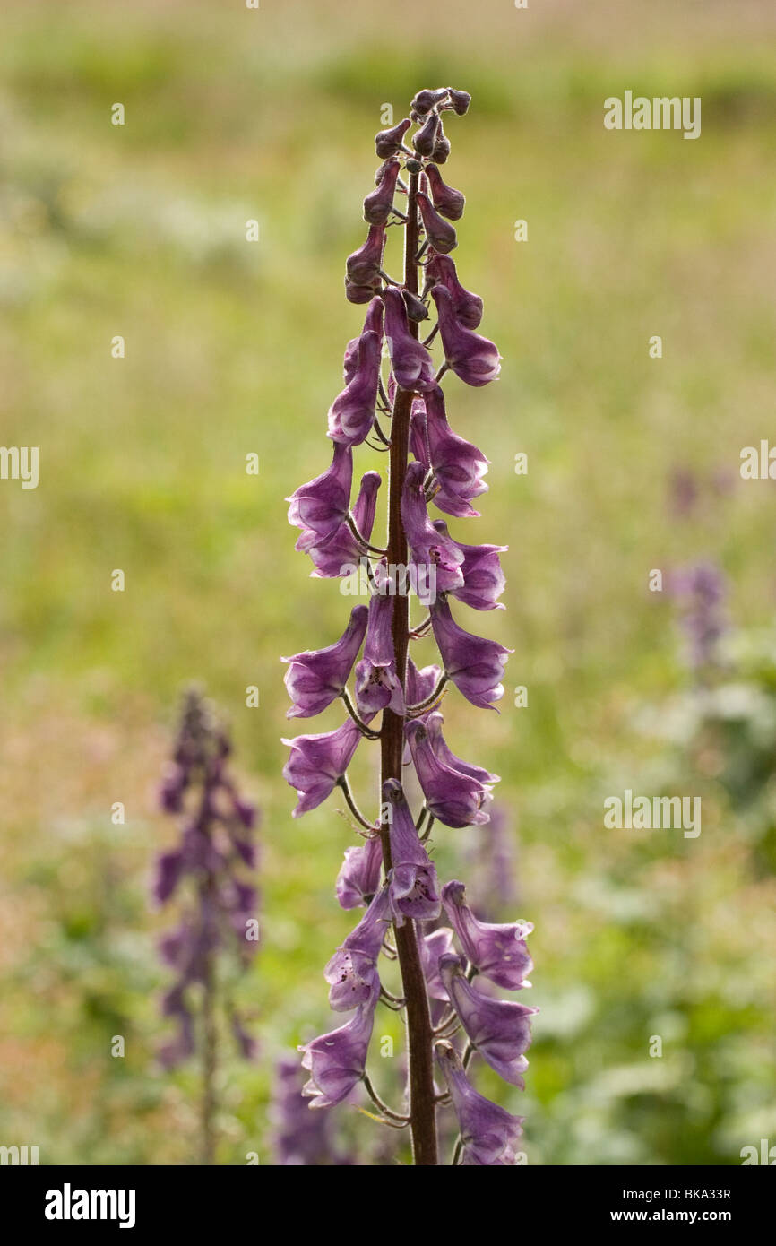 Wolfsbane hi-res stock photography and images - Alamy