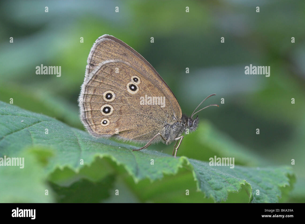Ringlet underwing view Stock Photo - Alamy