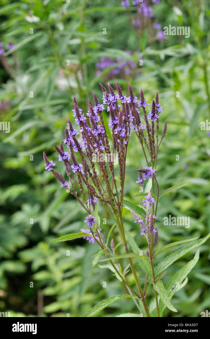 Blue vervain hi-res stock photography and images - Alamy