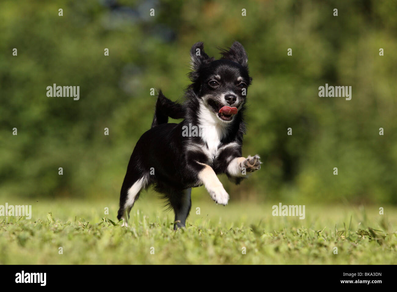 Chihuahua Running High Resolution Stock Photography and Images - Alamy