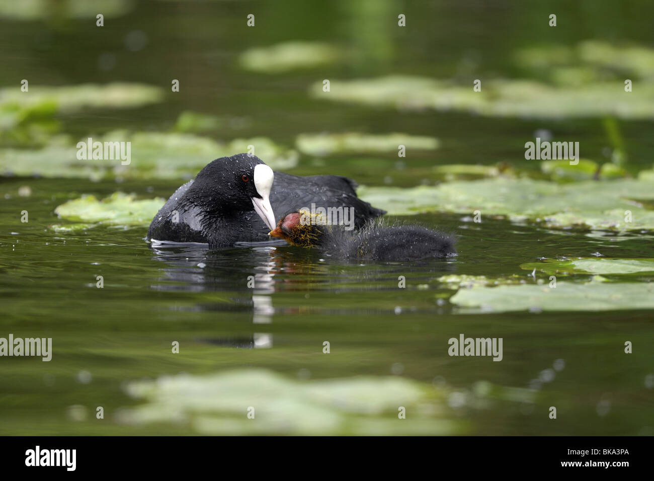 Common coot feeding its chick on water Stock Photo - Alamy