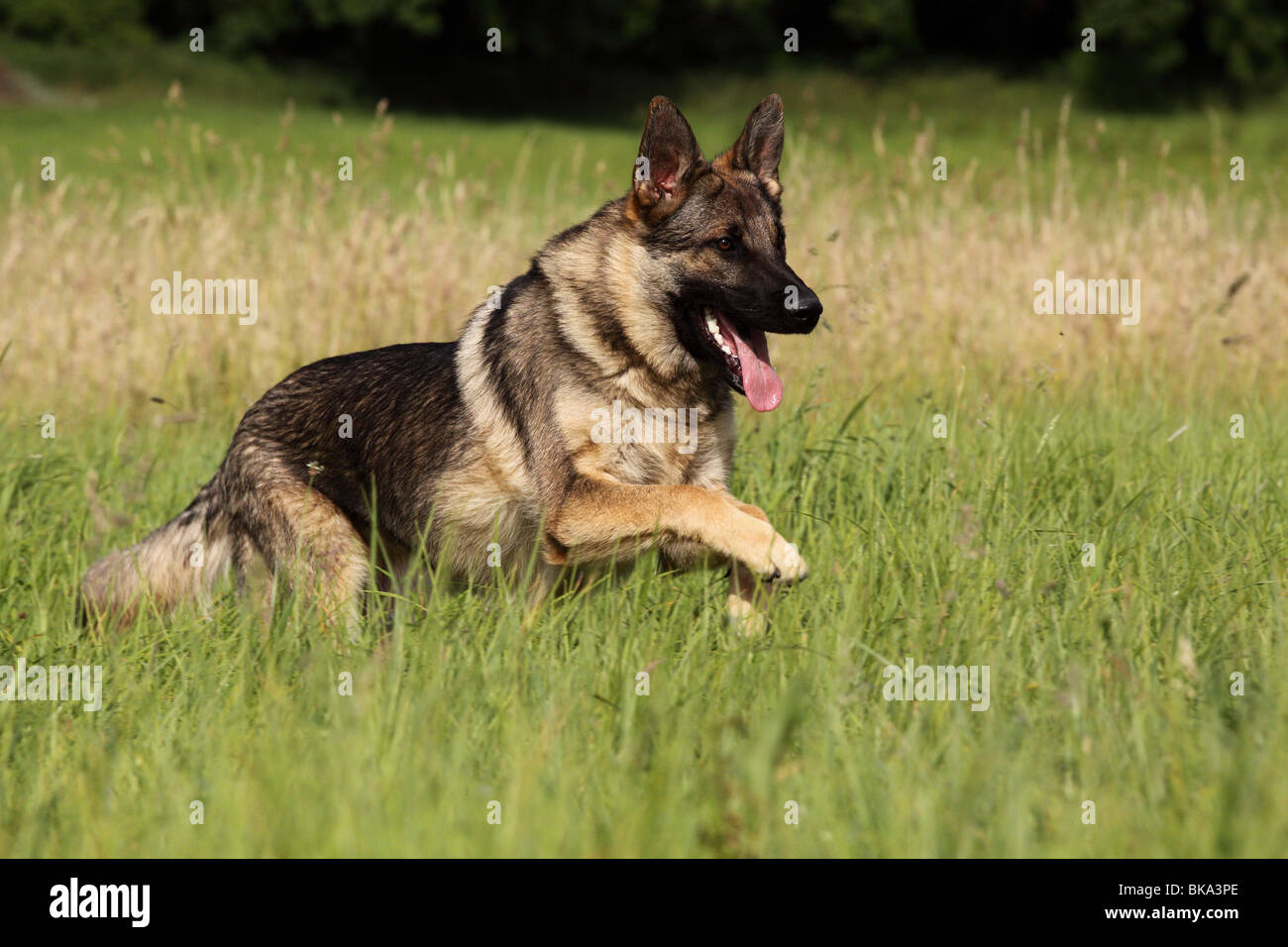 running German Shepherd Stock Photo - Alamy