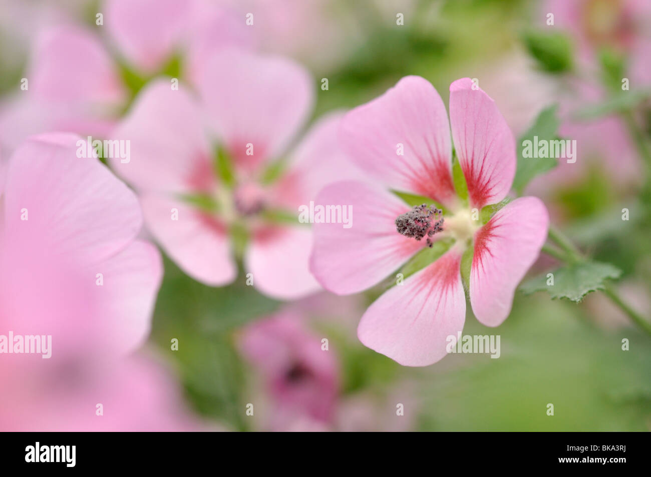 Cape mallow (Anisodontea capensis 'Lady in Pink' Stock Photo - Alamy