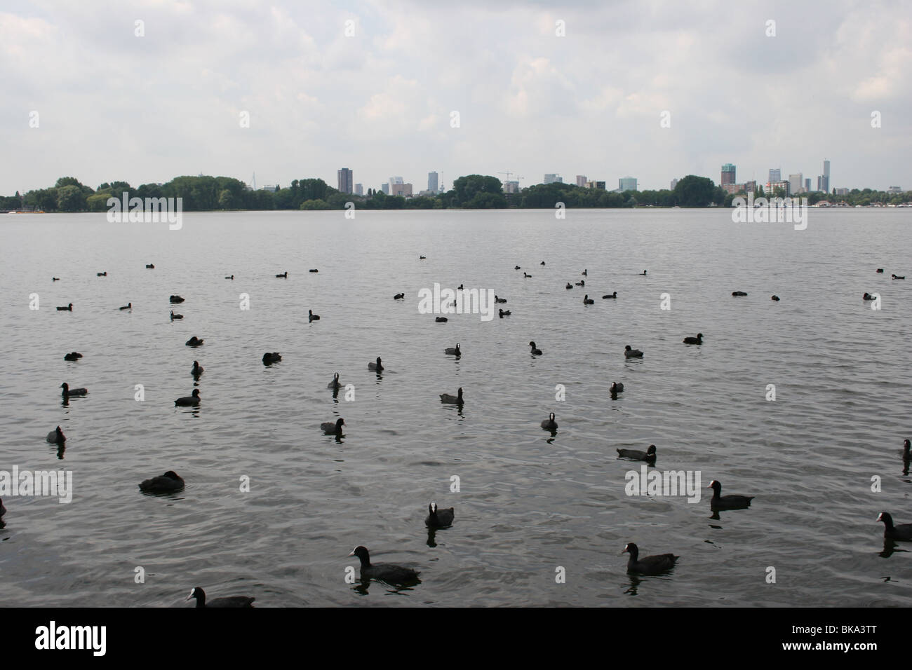 Meerkoet; Coot; Fulica atra Stock Photo - Alamy