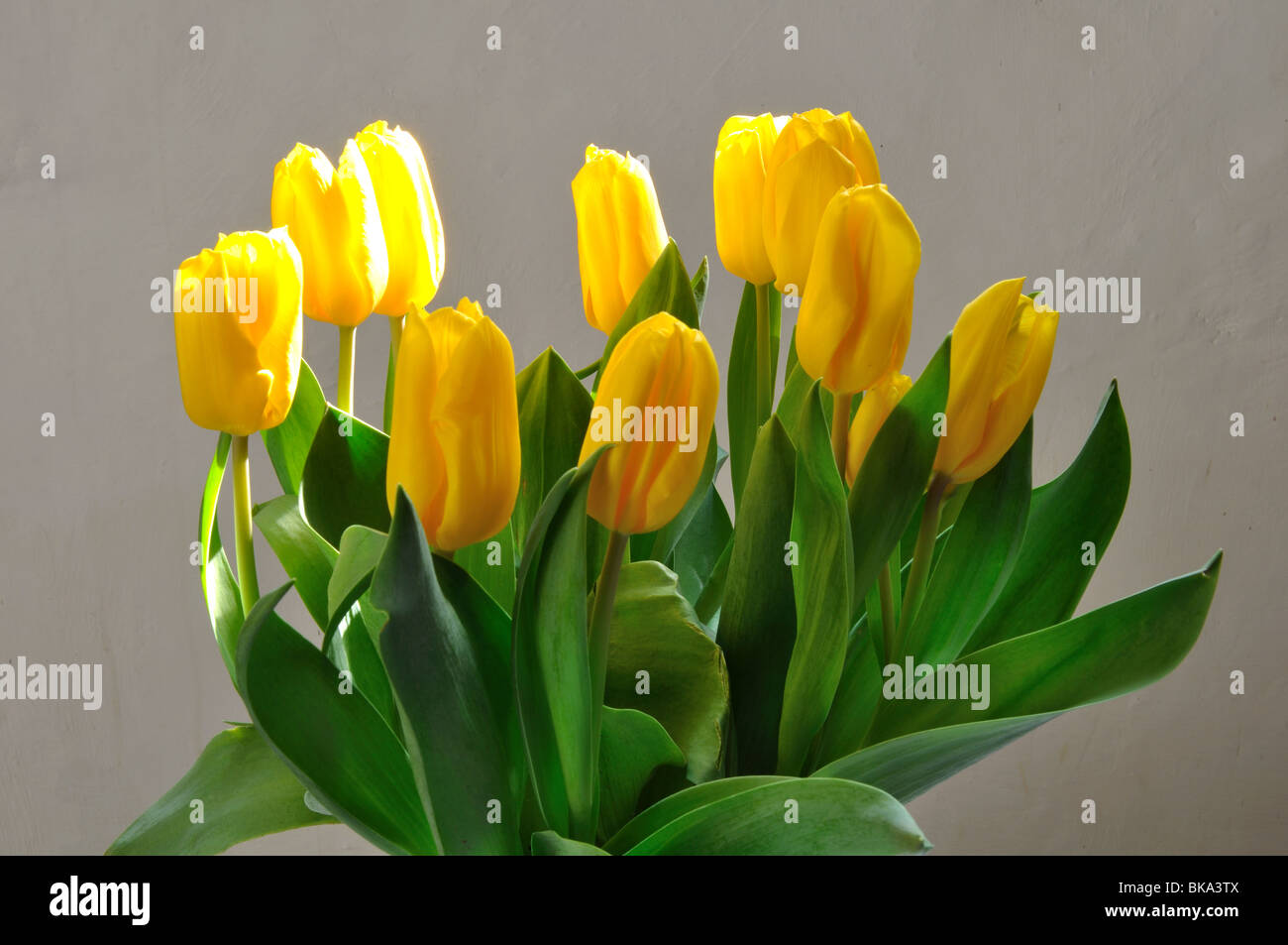 Cut tulip display hi-res stock photography and images - Alamy