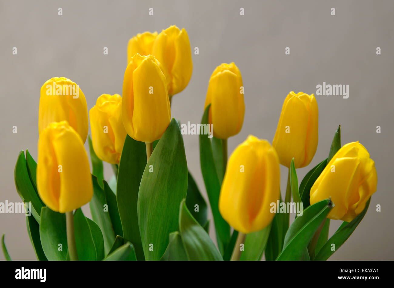 Cut tulip display hi-res stock photography and images - Alamy