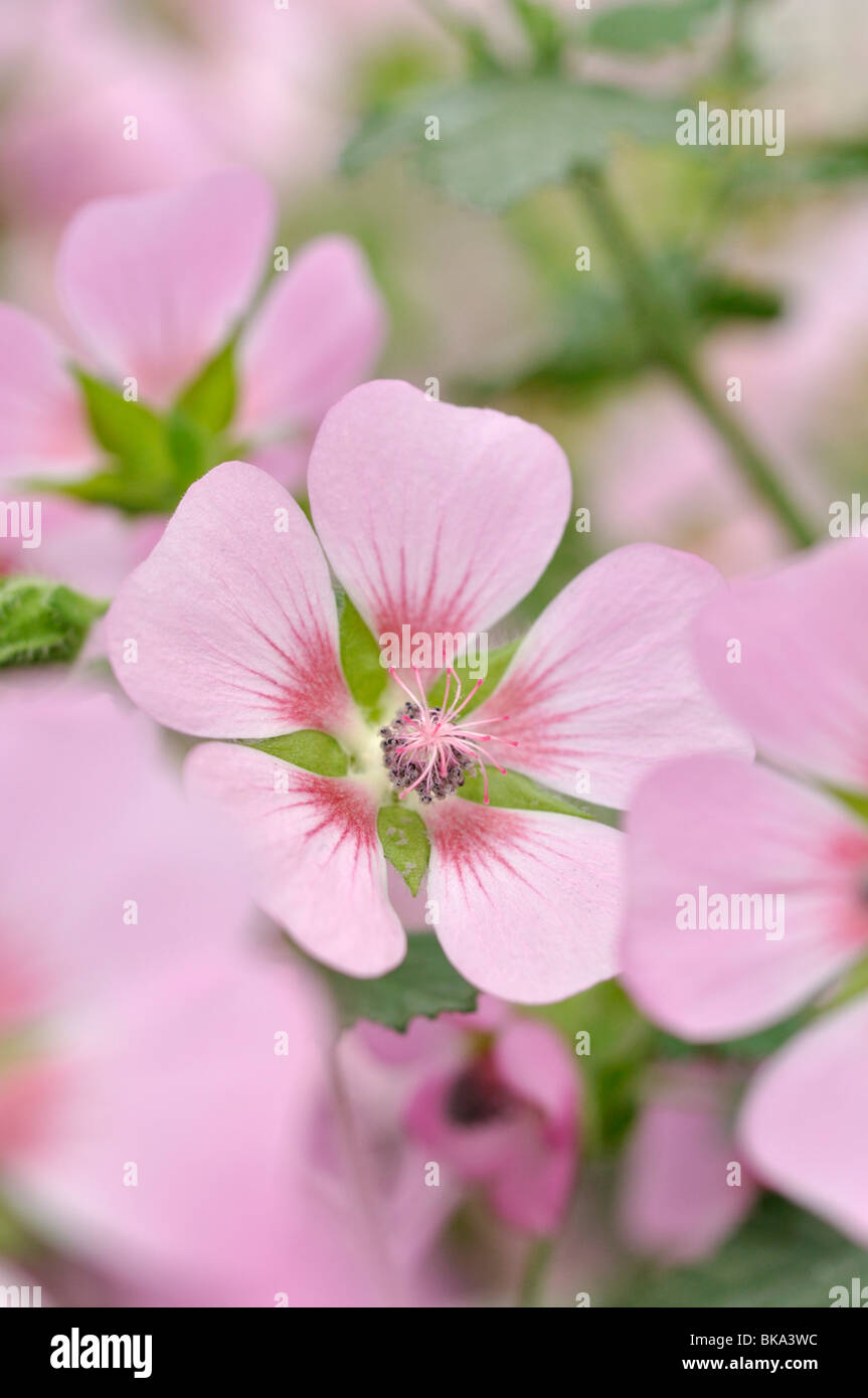 Cape mallow (Anisodontea capensis 'Lady in Pink' Stock Photo - Alamy
