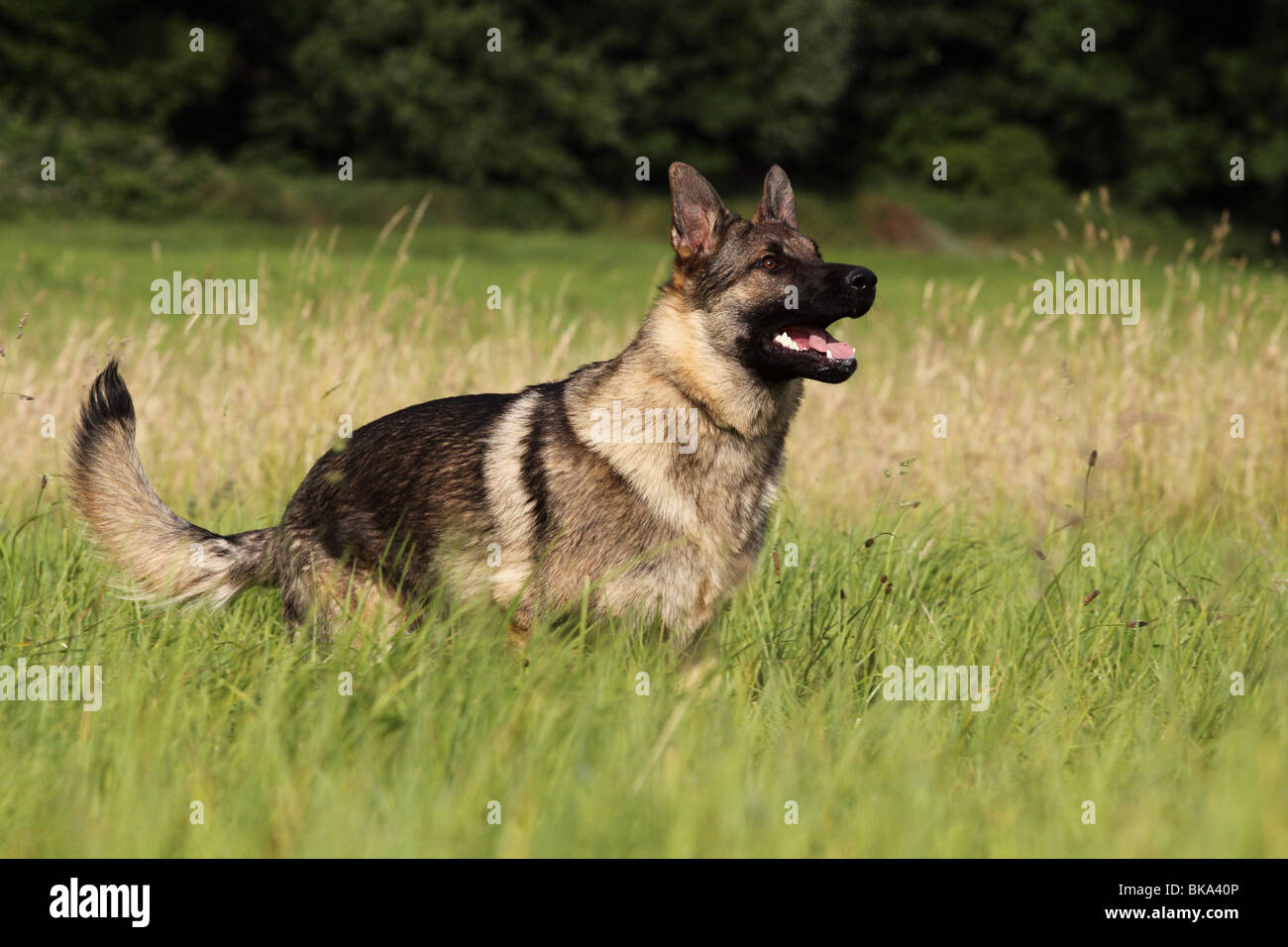 running German Shepherd Stock Photo - Alamy