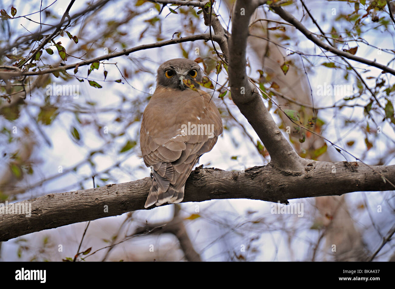 Ninox scutulata hi-res stock photography and images - Alamy