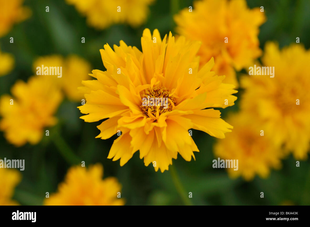Coreopsis basalis hi-res stock photography and images - Alamy