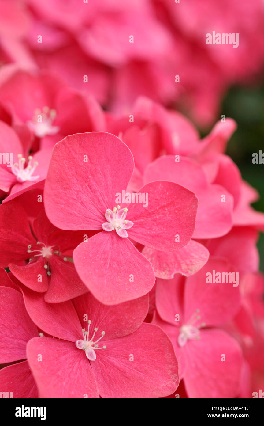 Big-leaved hydrangea (Hydrangea macrophylla Stock Photo - Alamy