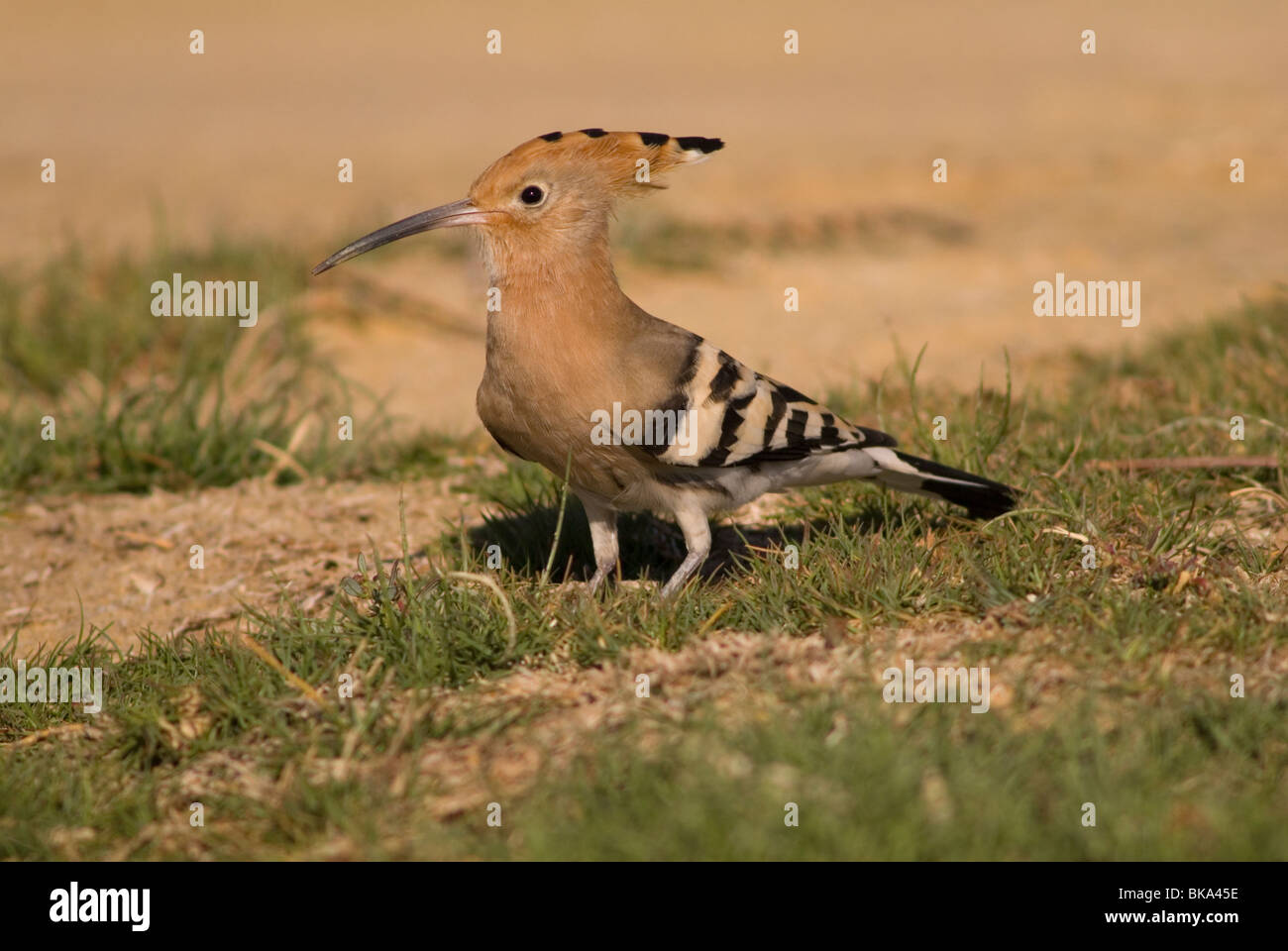 El hoopoe upupa epops hi-res stock photography and images - Alamy