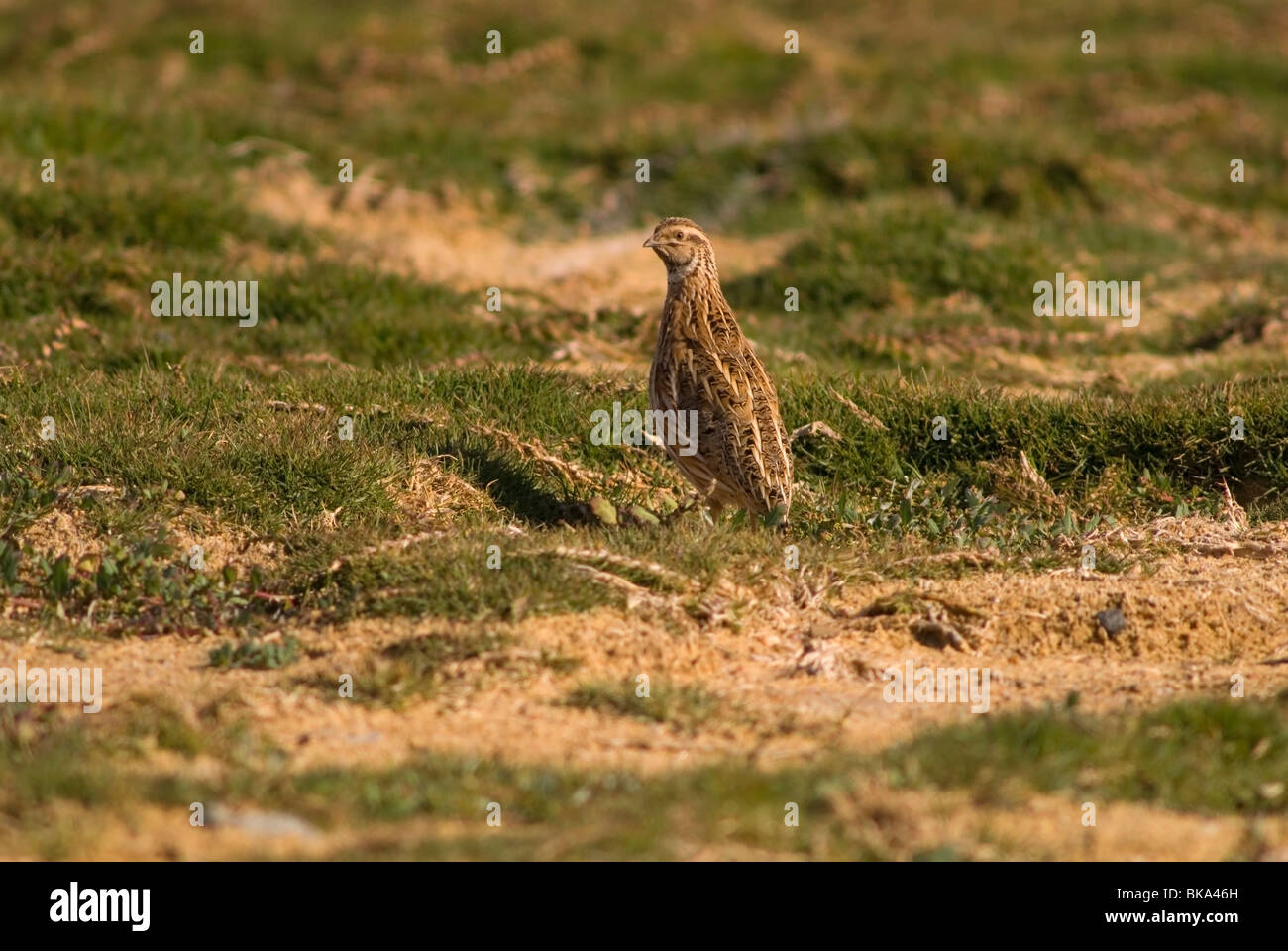 Common quail species hi-res stock photography and images - Alamy