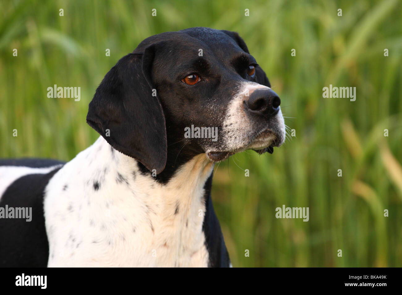 English Pointer Portrait Stock Photo - Alamy