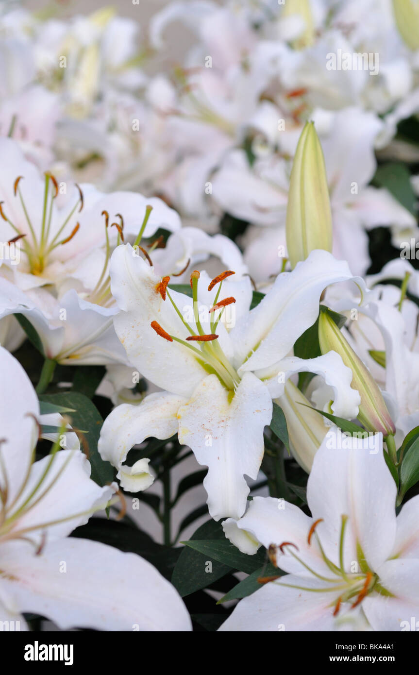 White lily flower parts hi-res stock photography and images - Alamy