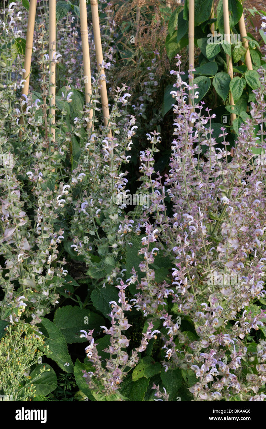 Indigo woodland sage hi-res stock photography and images - Alamy