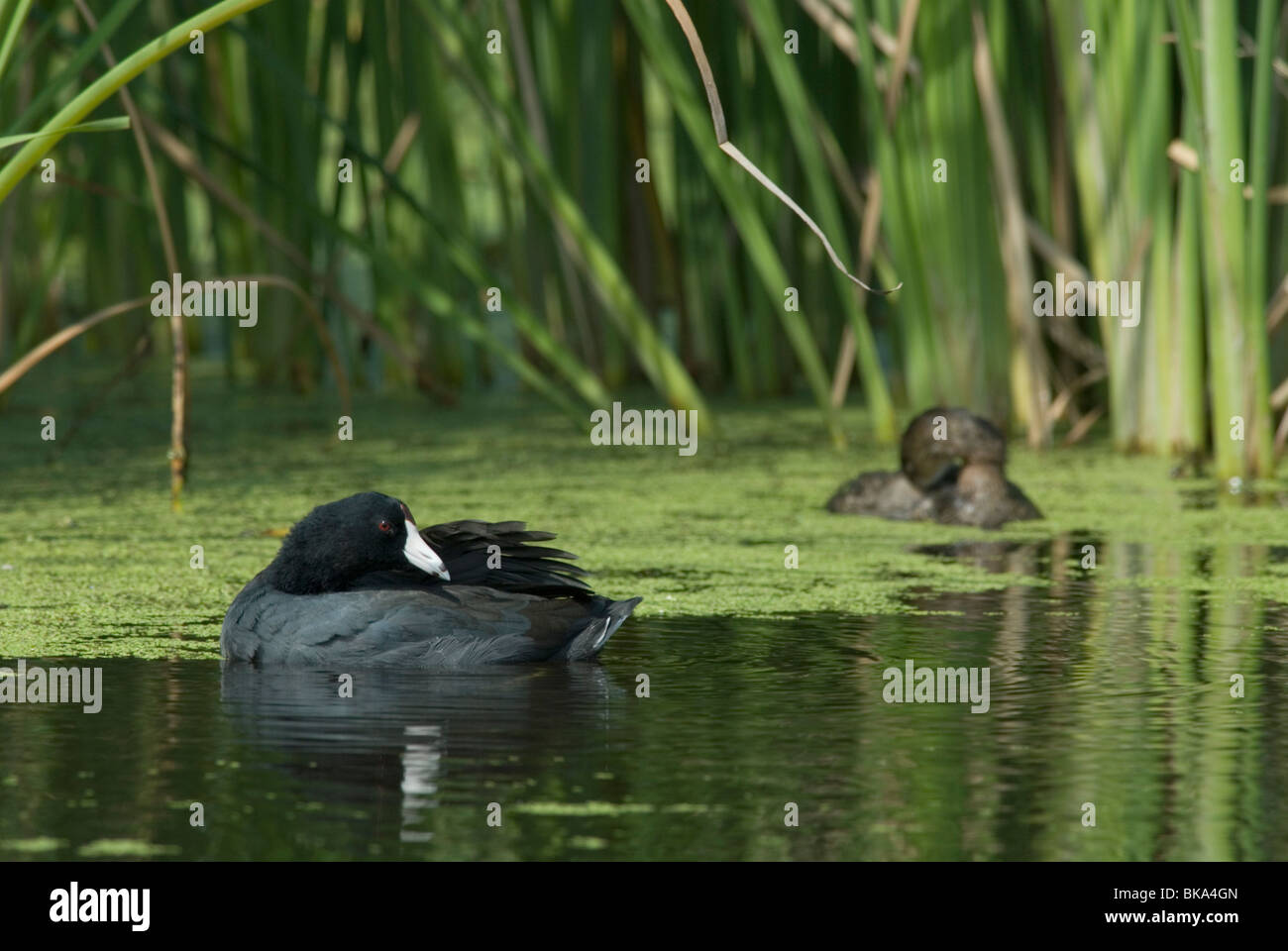 A preening American Coot Stock Photo - Alamy