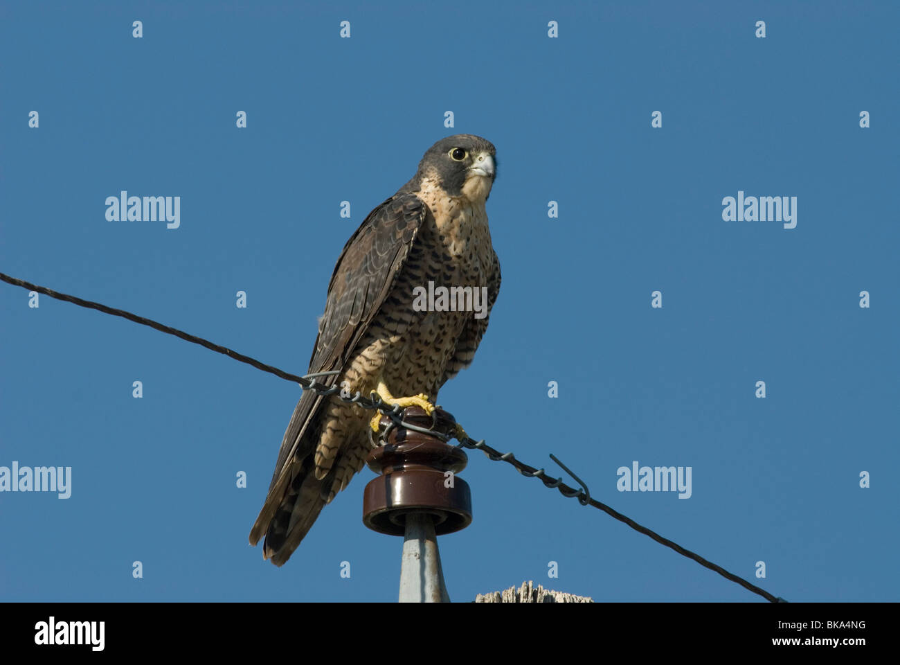 Peregrine Falcon sitting on a pole Stock Photo - Alamy