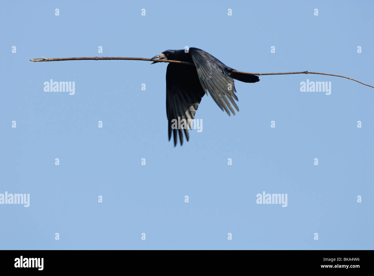 Rook in flight with big branch Stock Photo - Alamy