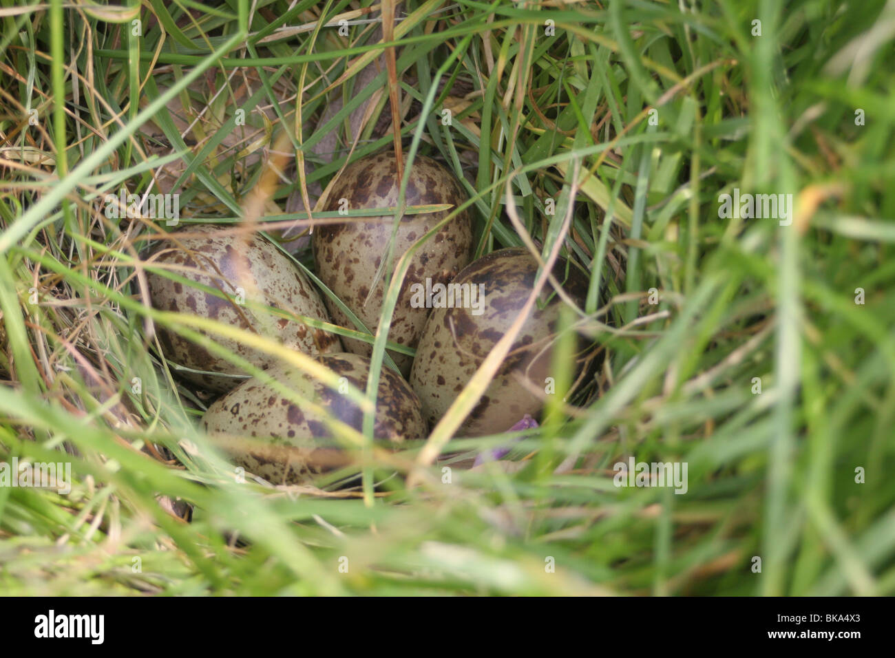 eggs of a Ruff Stock Photo - Alamy