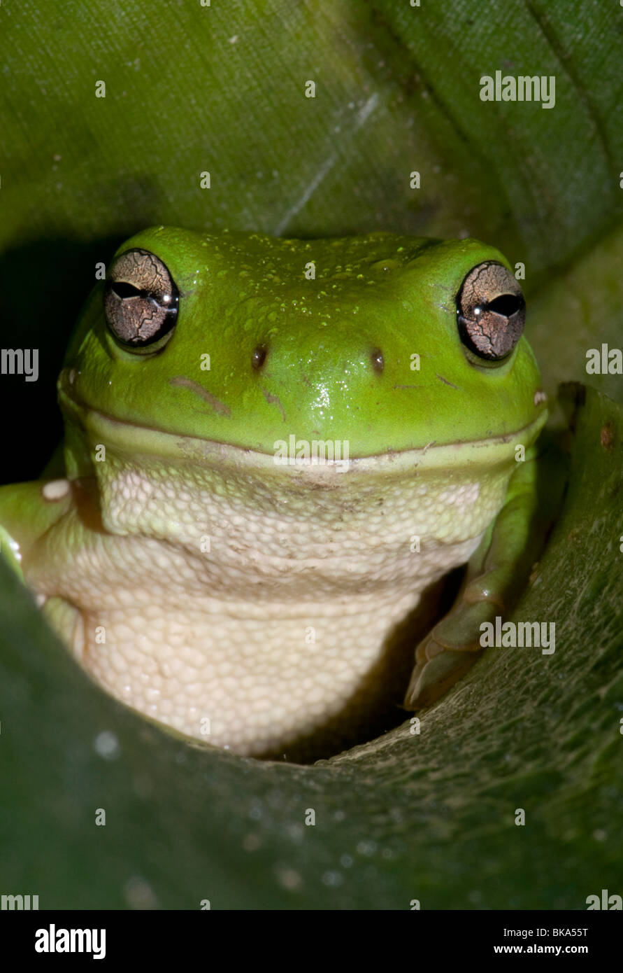 Green Tree Frog resting in a Bromeliad Stock Photo - Alamy