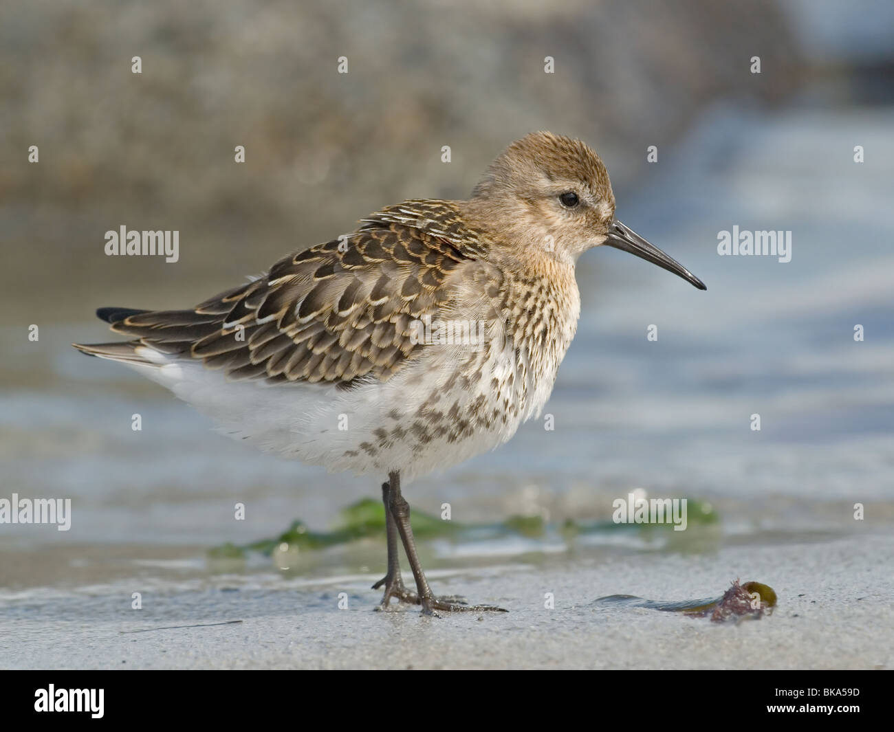 Dunlin on the beach Stock Photo - Alamy