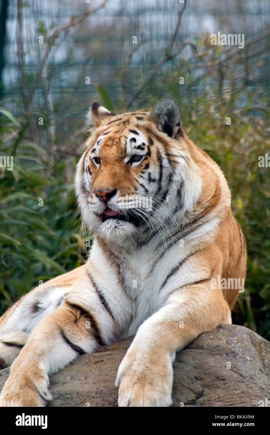 Zoo isle of wight sandown tiger hi-res stock photography and images - Alamy
