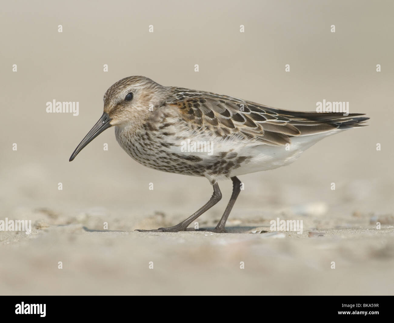 Dunlin on the beach Stock Photo - Alamy