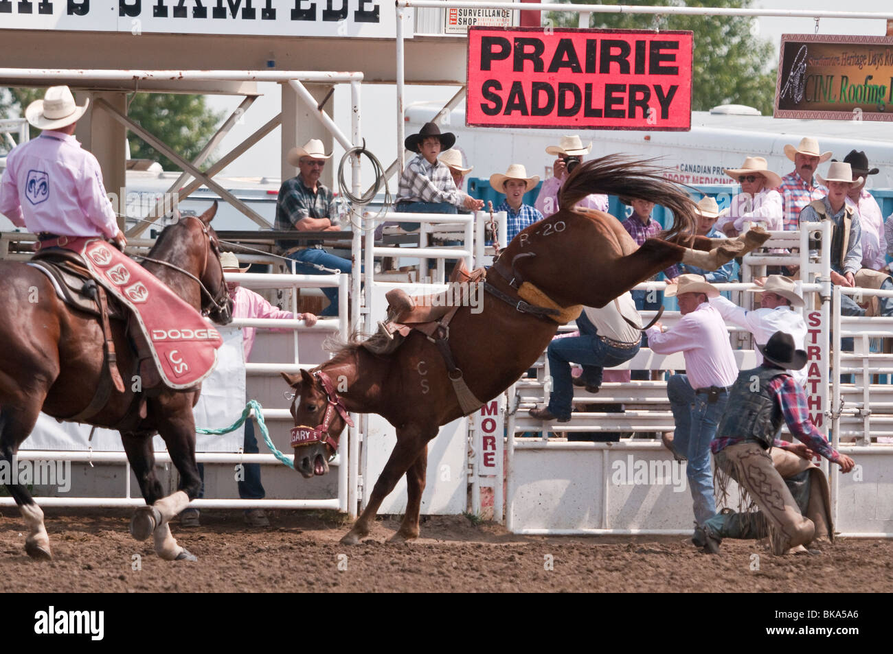 Cowboy thrown from his horse, saddle bronc riding, Strathmore Heritage Days, Rodeo, Strathmore ...