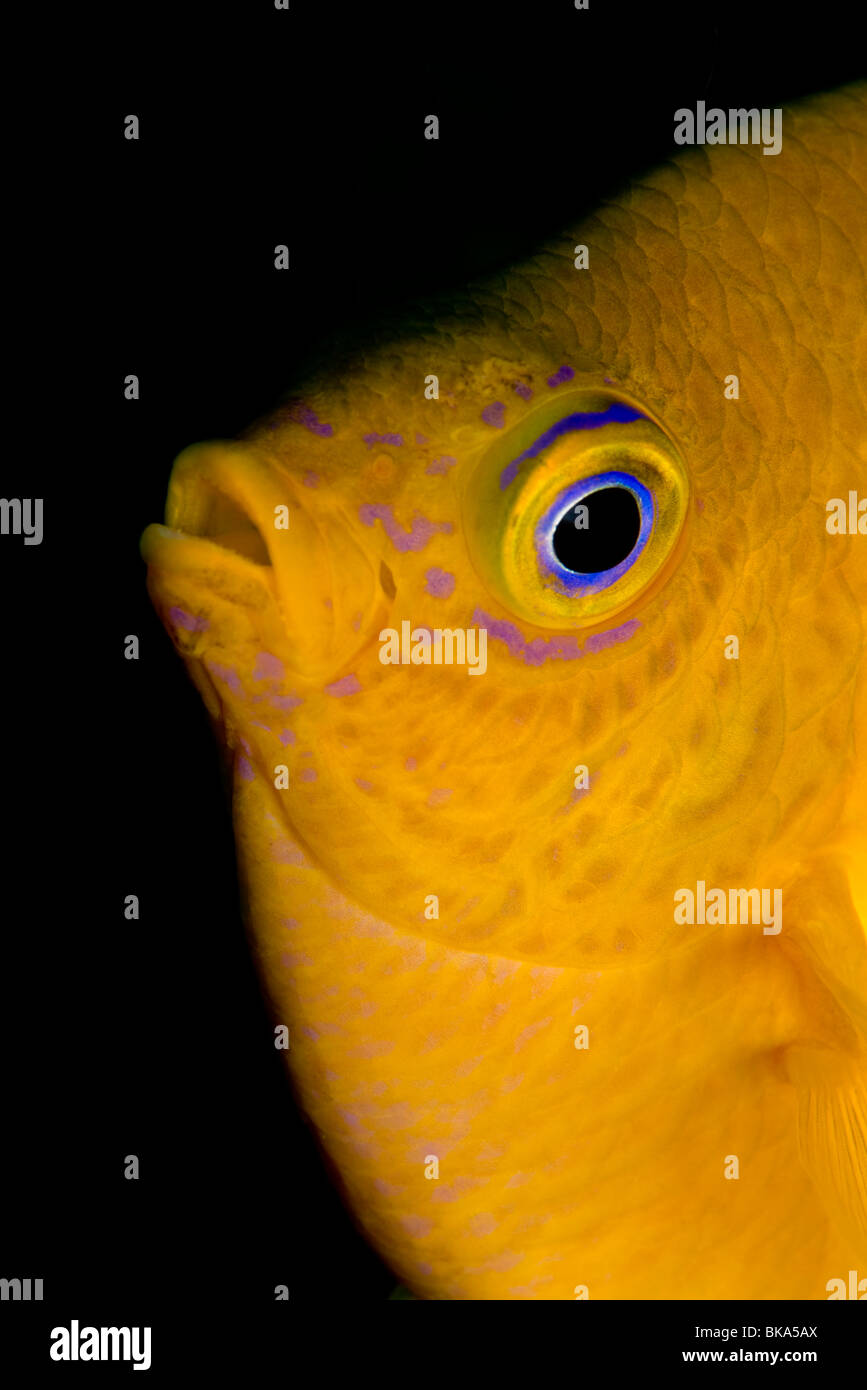 Purple and yellow fish hi-res stock photography and images - Alamy