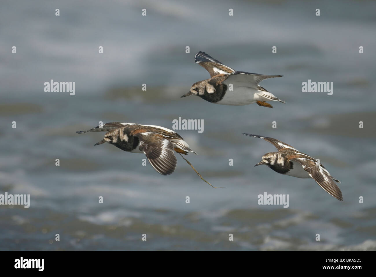 Turnstones over the sea hi-res stock photography and images - Alamy
