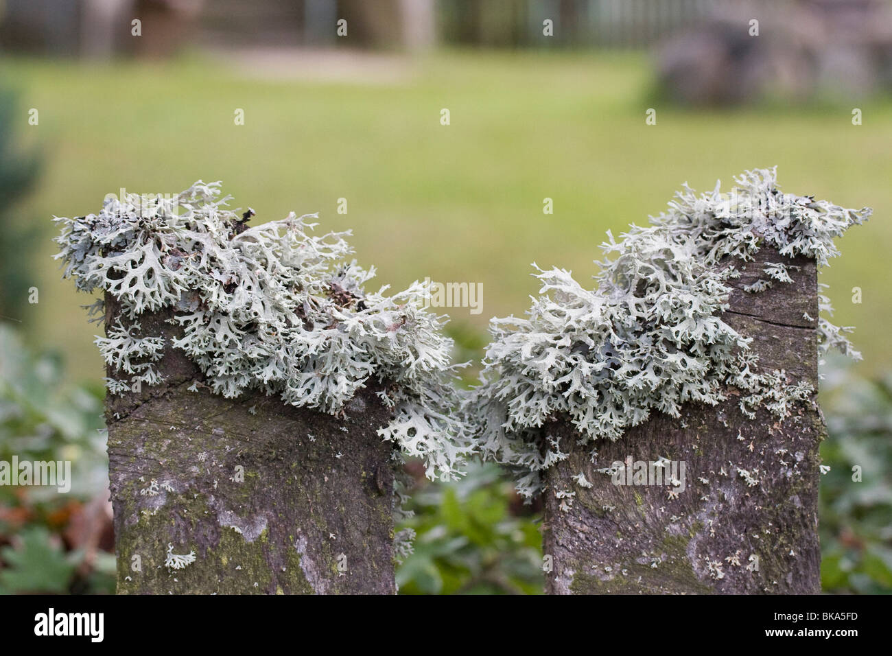 Lichens covering a garden fence Stock Photo - Alamy