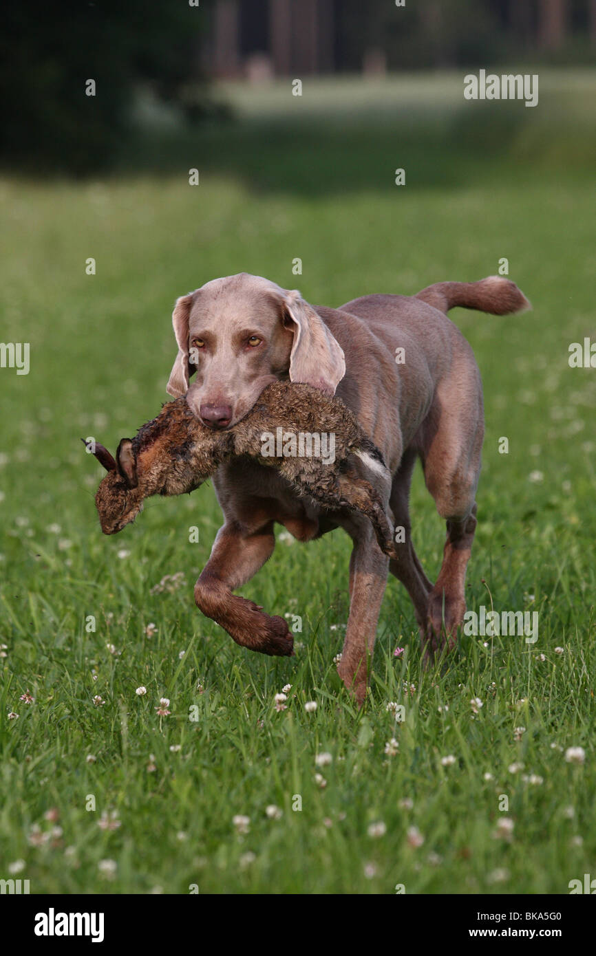 Weimaraner at hunting Stock Photo - Alamy