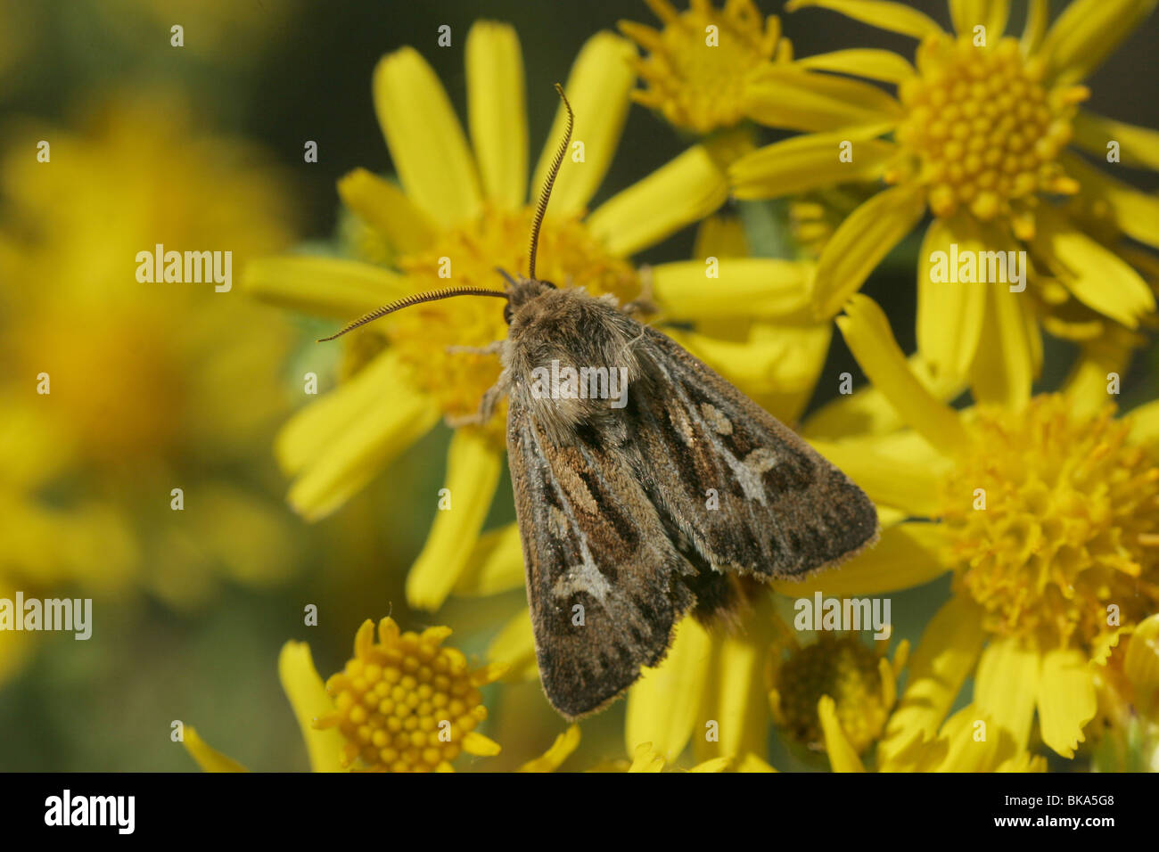 Moth Antler Moth High Resolution Stock Photography and Images - Alamy