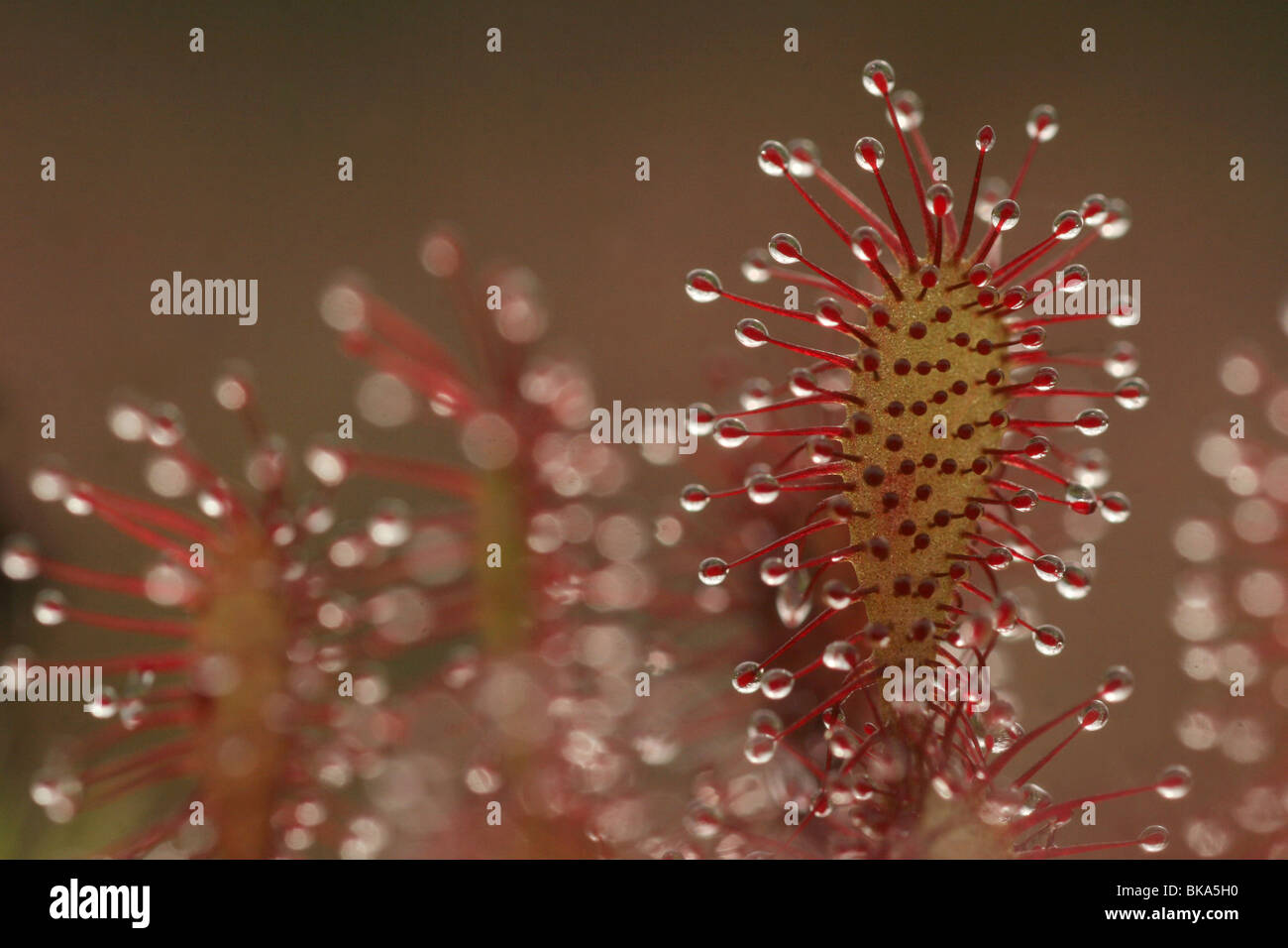 Spatulate leaved hi-res stock photography and images - Alamy