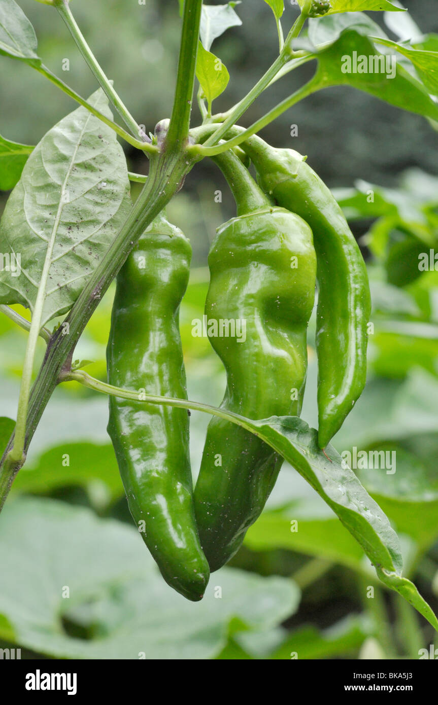 Sweet pepper (Capsicum Stock Photo - Alamy