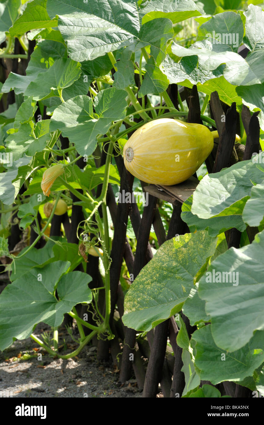 Cucurbita High Resolution Stock Photography and Images - Alamy